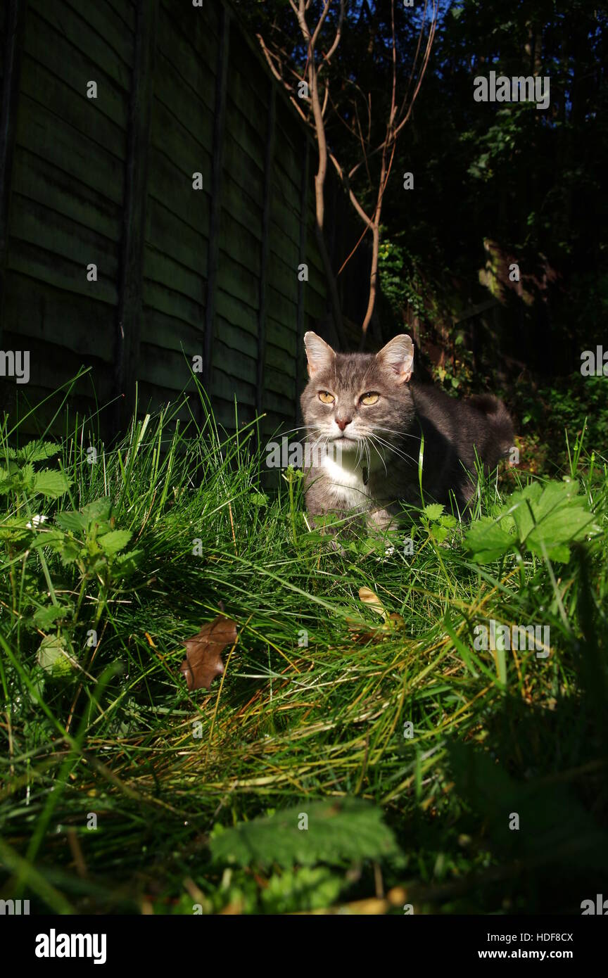 Tabby cat hunting in garden Stock Photo - Alamy