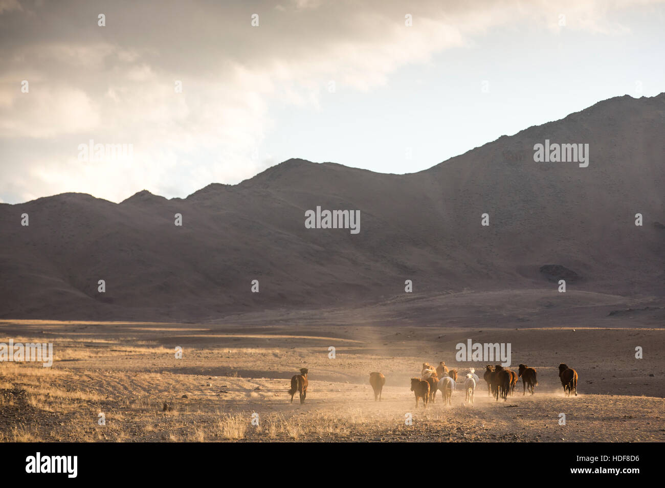 Wild mongolian horse hi-res stock photography and images - Alamy
