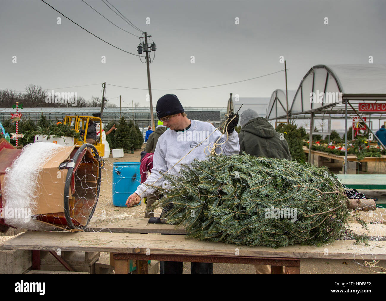 Christmas tree wrapped in net hi-res stock photography and images - Alamy