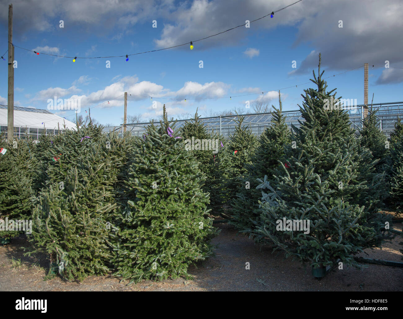 Christmas trees on display for sale Stock Photo - Alamy