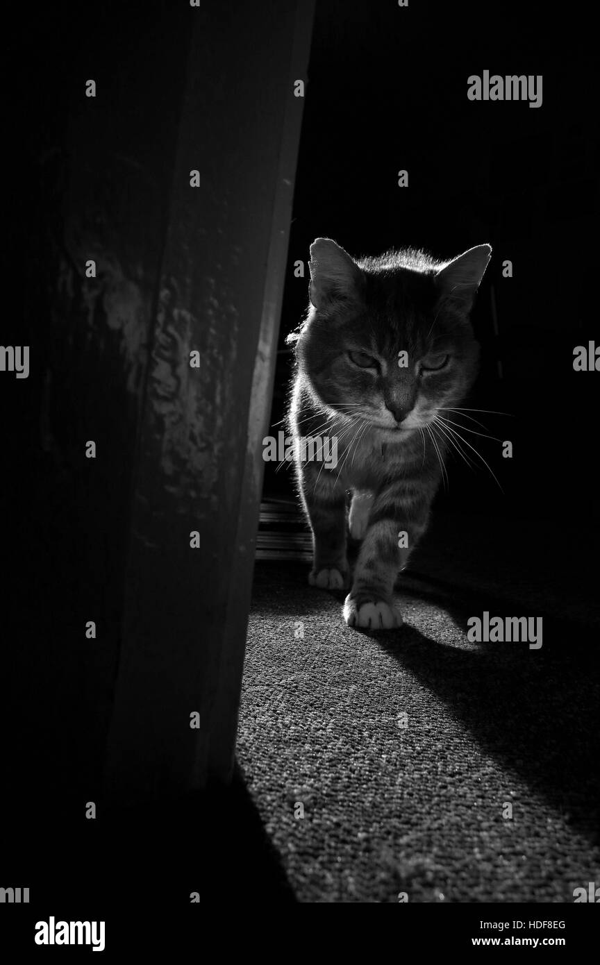 The Third Cat Stock Photo - Alamy