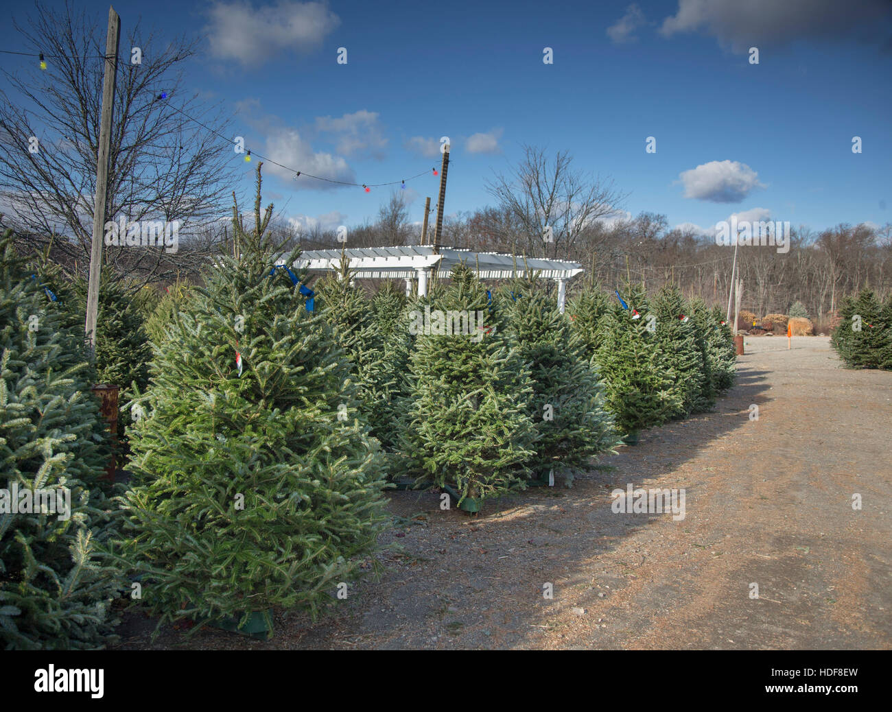 Christmas trees on display for sale Stock Photo - Alamy