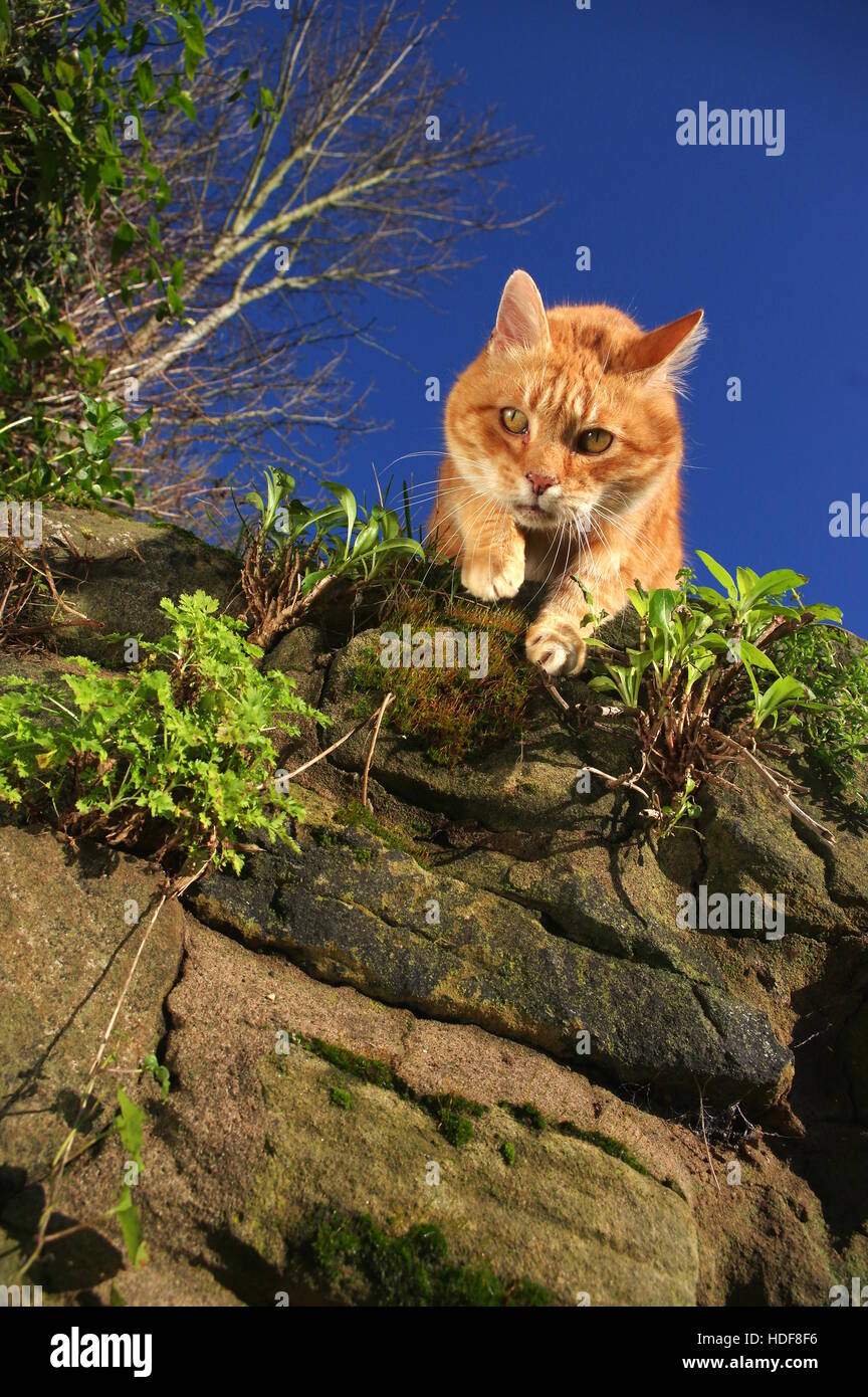 Mouses view hi-res stock photography and images - Alamy