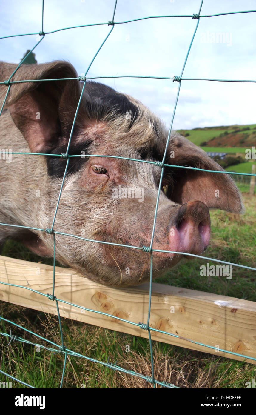 Pig eyes close up hi-res stock photography and images - Alamy
