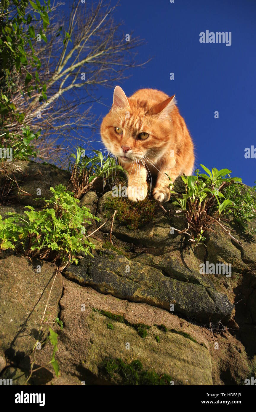 Mouses view hi-res stock photography and images - Alamy