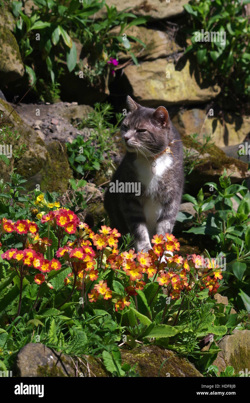 Tabby cat in garden with primroses Stock Photo - Alamy