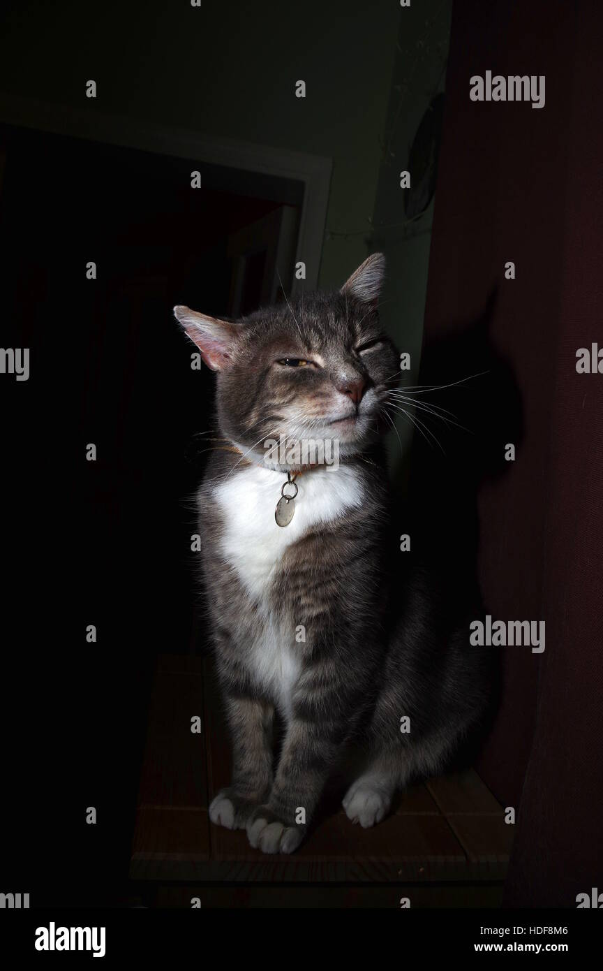 Questioning cat hi-res stock photography and images - Alamy