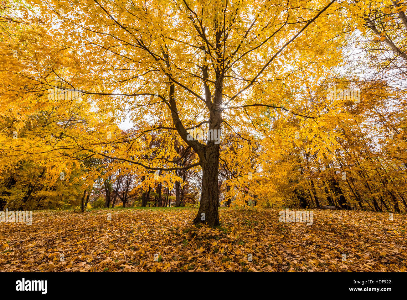 Yellow maple leaves at the Minnesota Landscape Arboretum Stock Photo ...