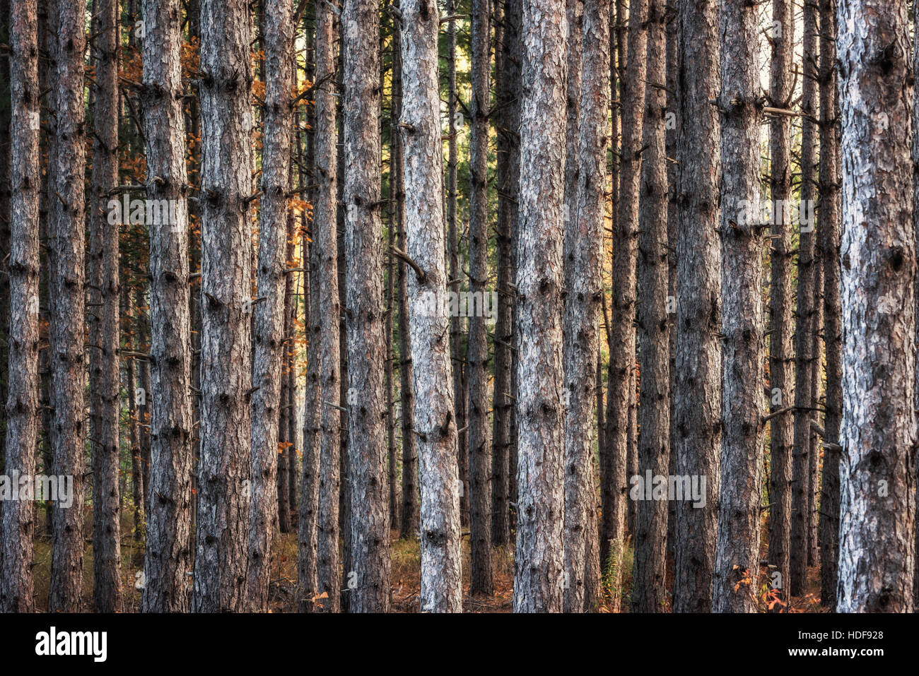 George Washington memorial pines in the Superior National Forest near ...
