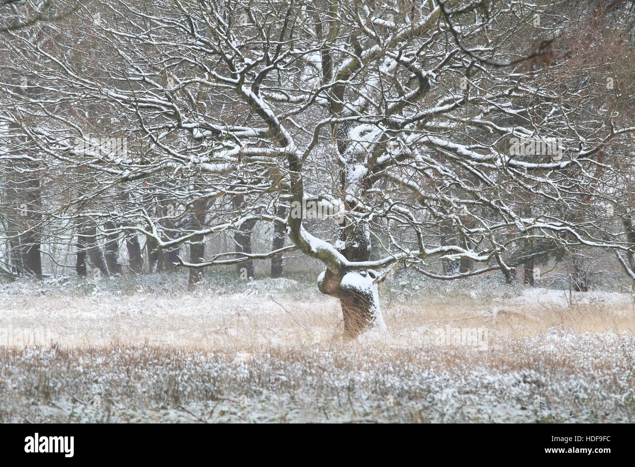 big oak tree covered with snow in winter Stock Photo - Alamy