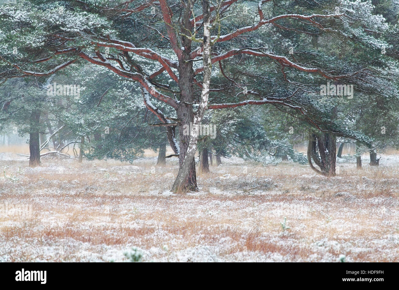 pine and birch trees in snow, Drenthe, Netherlands Stock Photo - Alamy