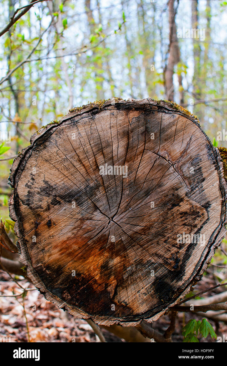 Wood texture of cross section with cracks of a tree in Ontario forest ...