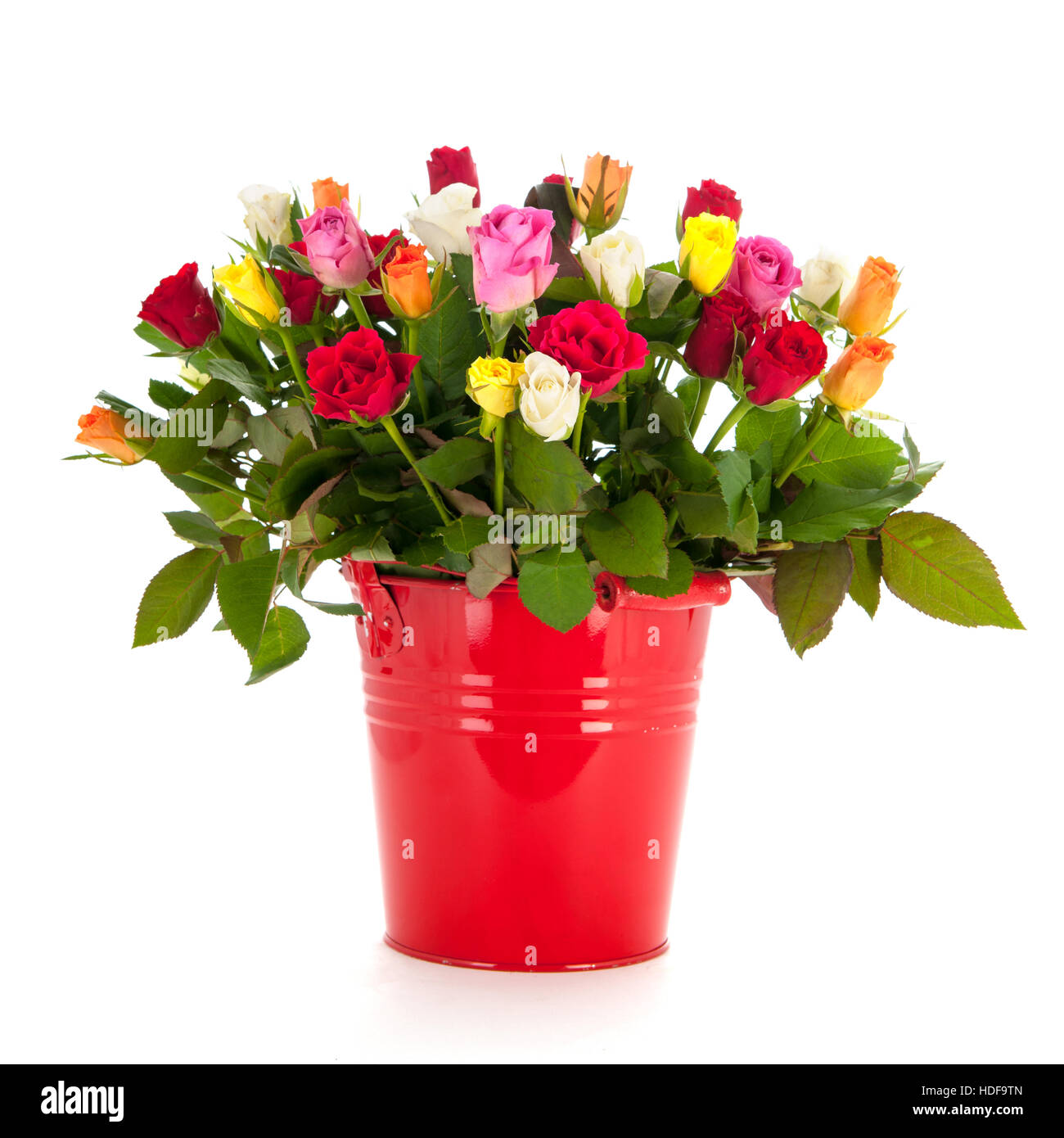 Bouquet mixed roses in red bucket isolated over white background Stock ...