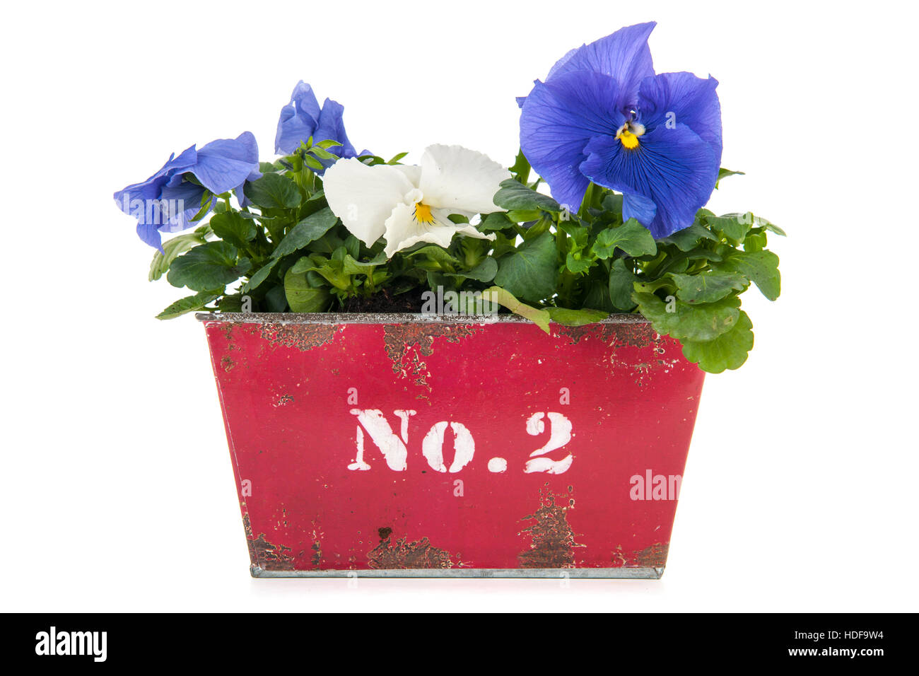 Red rusty rustic vintage flower pot blue and white Pansy flowers ...