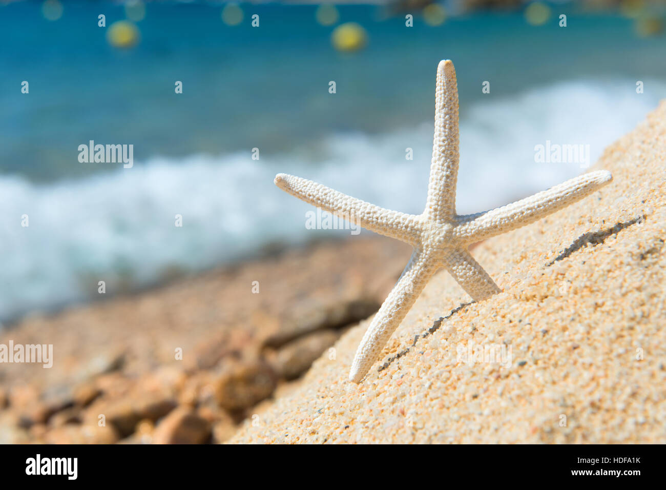 White starfish at the beach Stock Photo - Alamy
