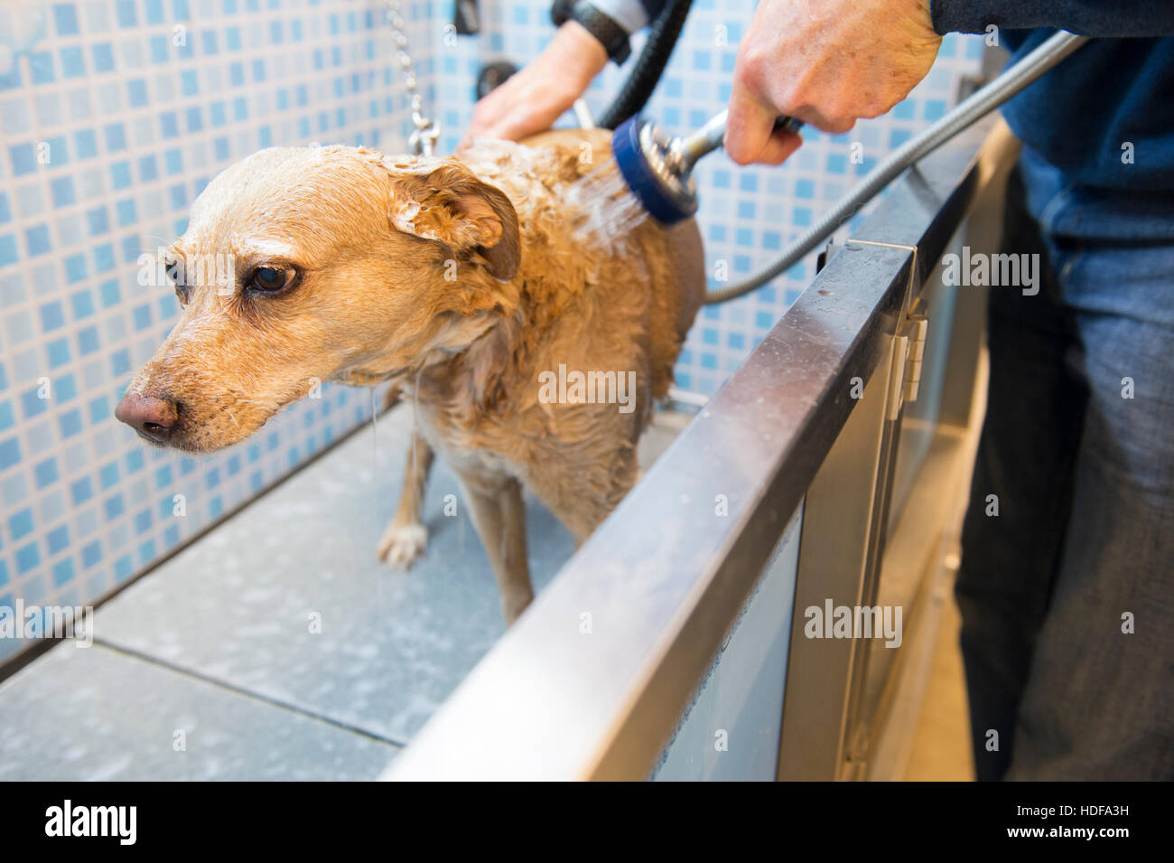 Washing the dog in the doggy douche Stock Photo - Alamy