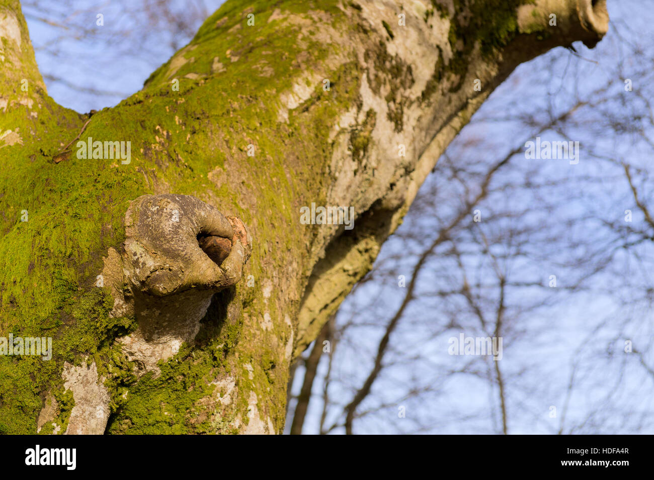 Detail old beech tree with moss Stock Photo - Alamy