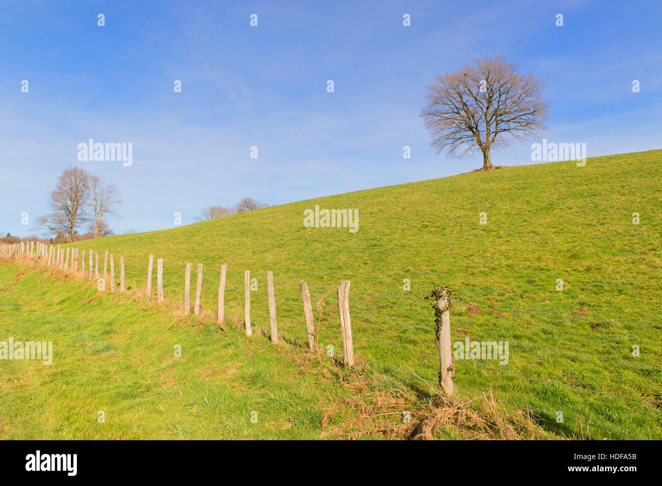Single bald tree in winter sun on green hill in landscape Stock Photo ...