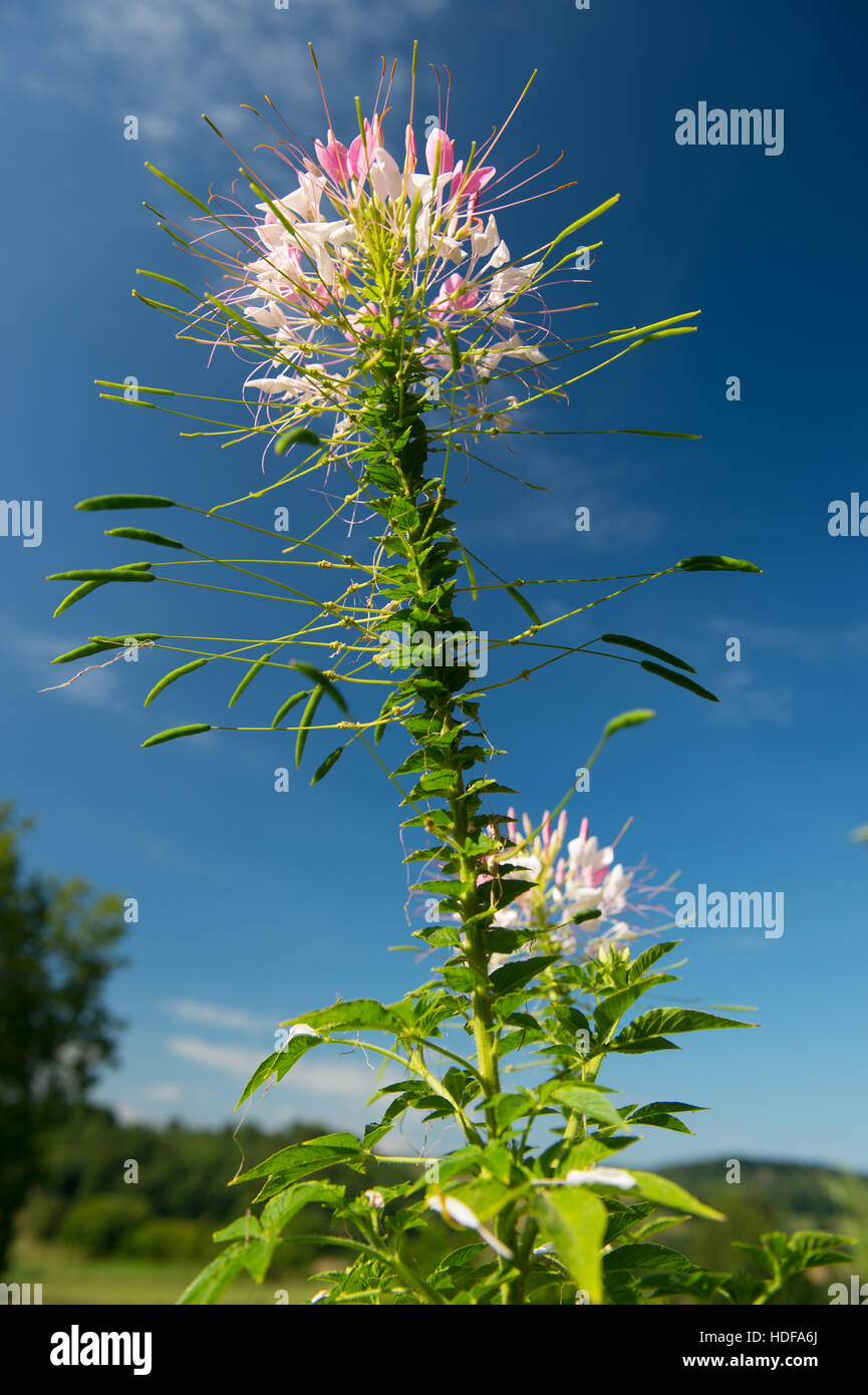 Pink Cleome flowers in the garden Stock Photo - Alamy