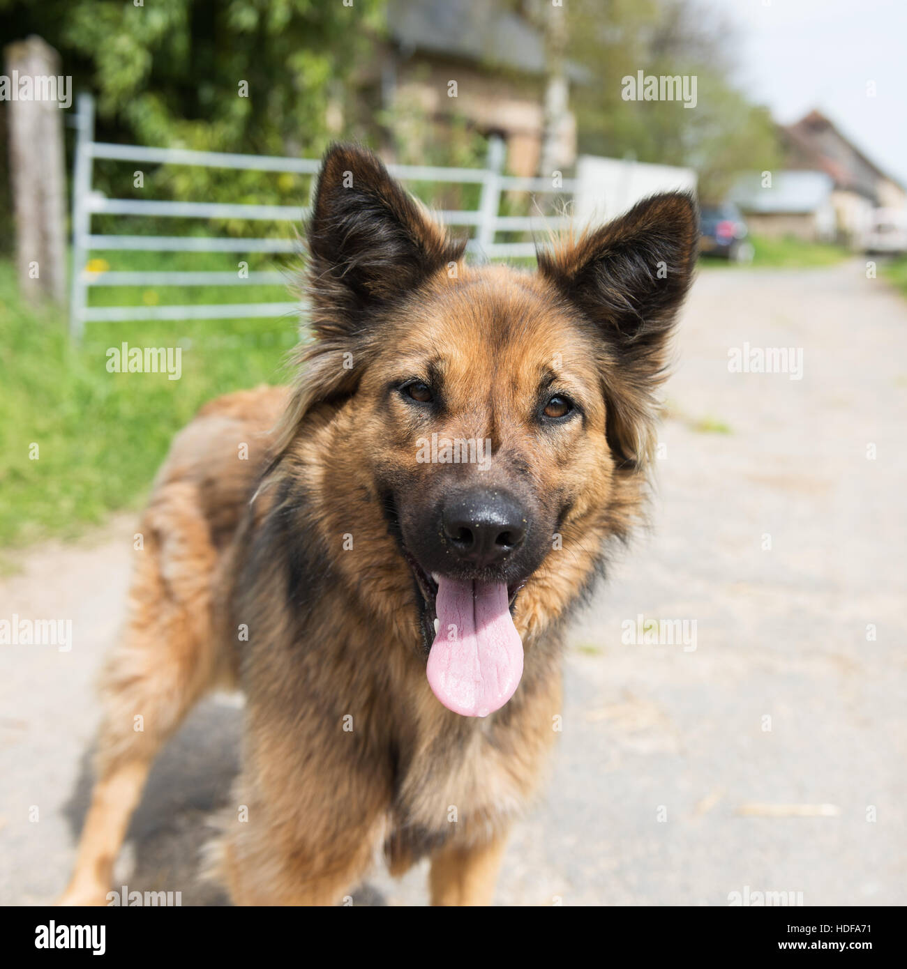 Big dog on street outdoor Stock Photo - Alamy