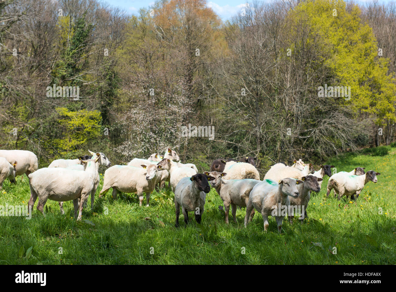 Herd shaved sheep in landscape Stock Photo - Alamy