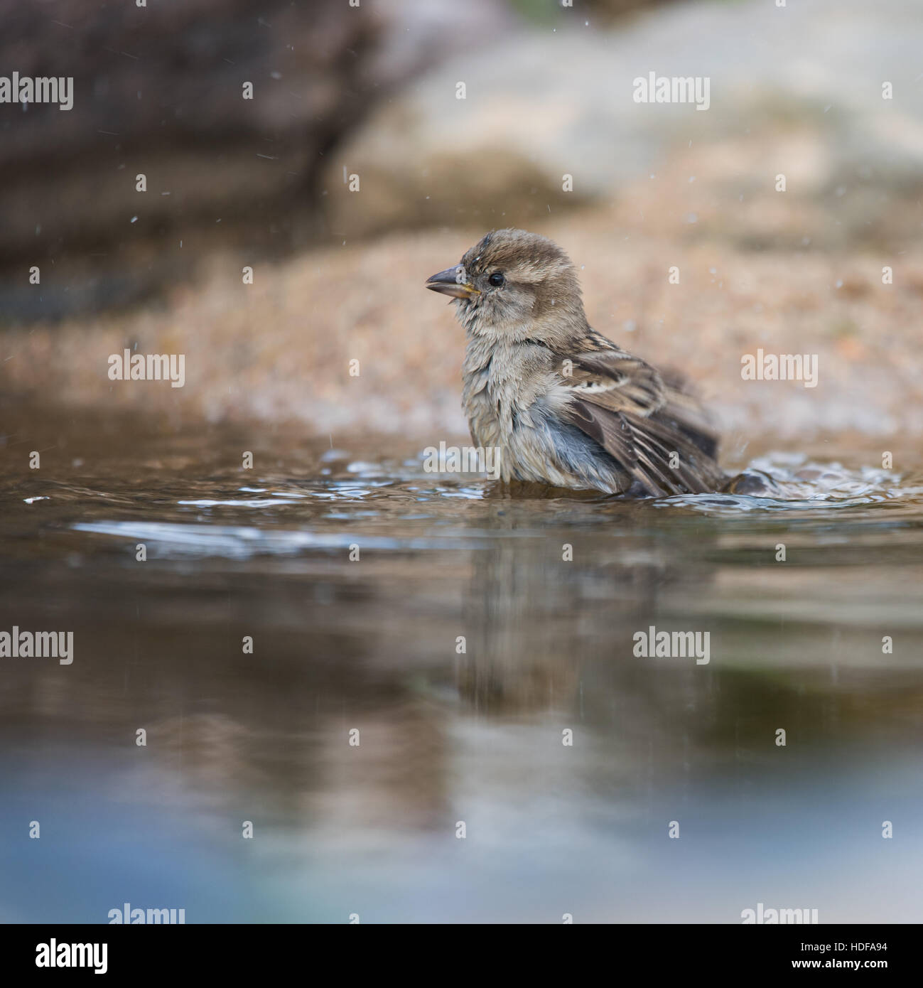 Sparrow taking bath in nature water Stock Photo - Alamy