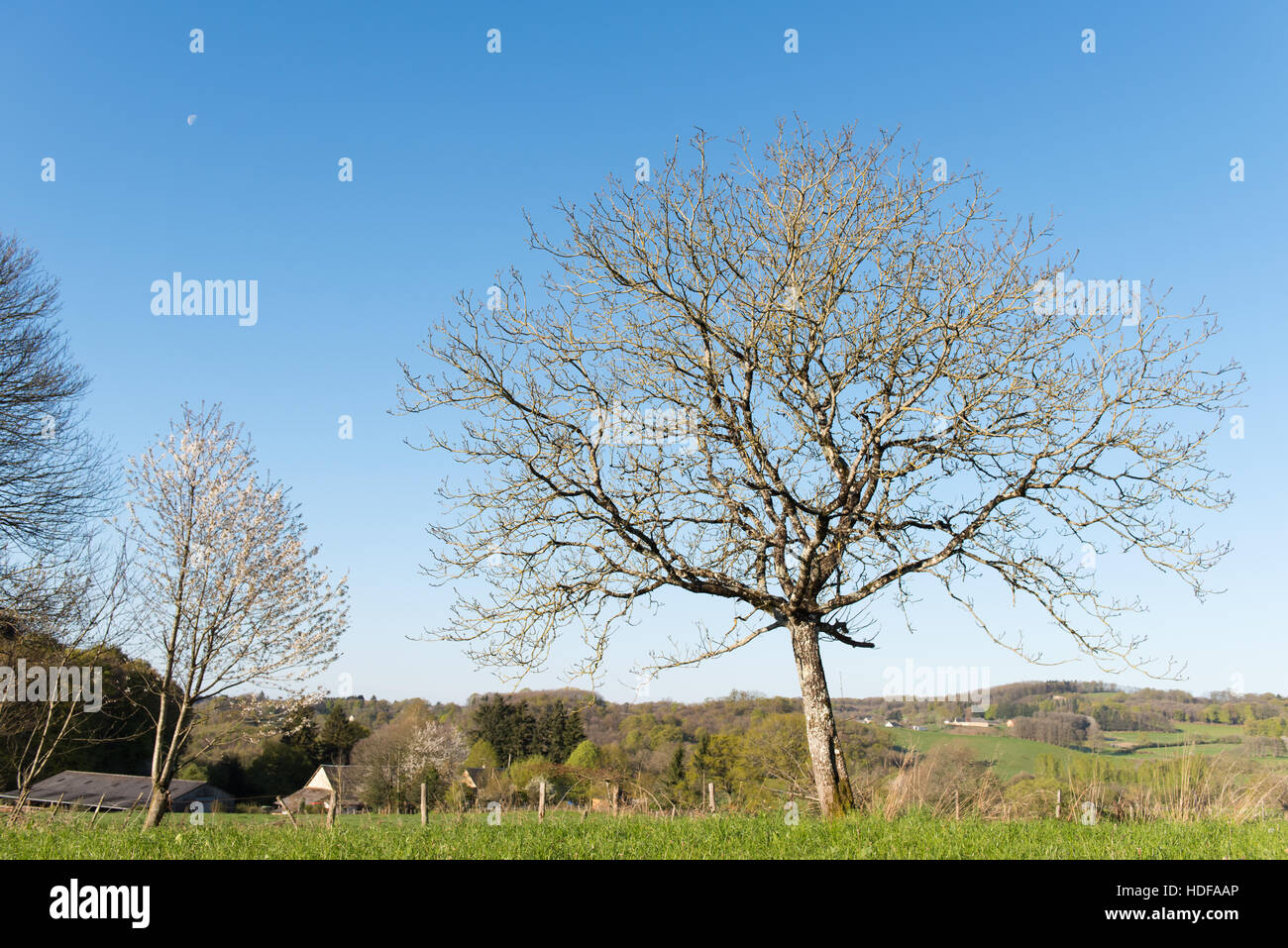 Chestnut tree in spring in landscape Stock Photo - Alamy