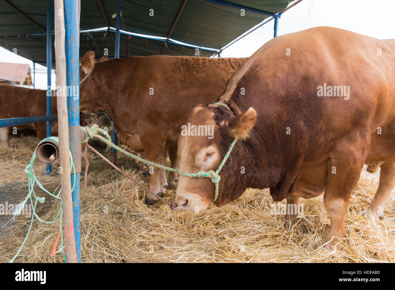 French Limousin bulls in barn Stock Photo - Alamy
