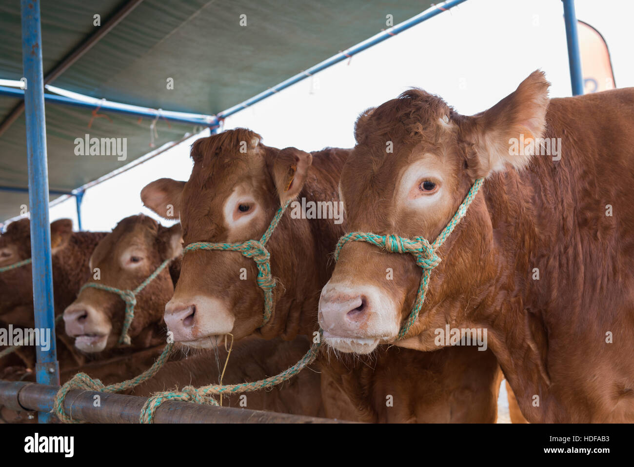 French Limousin bulls in barn Stock Photo - Alamy
