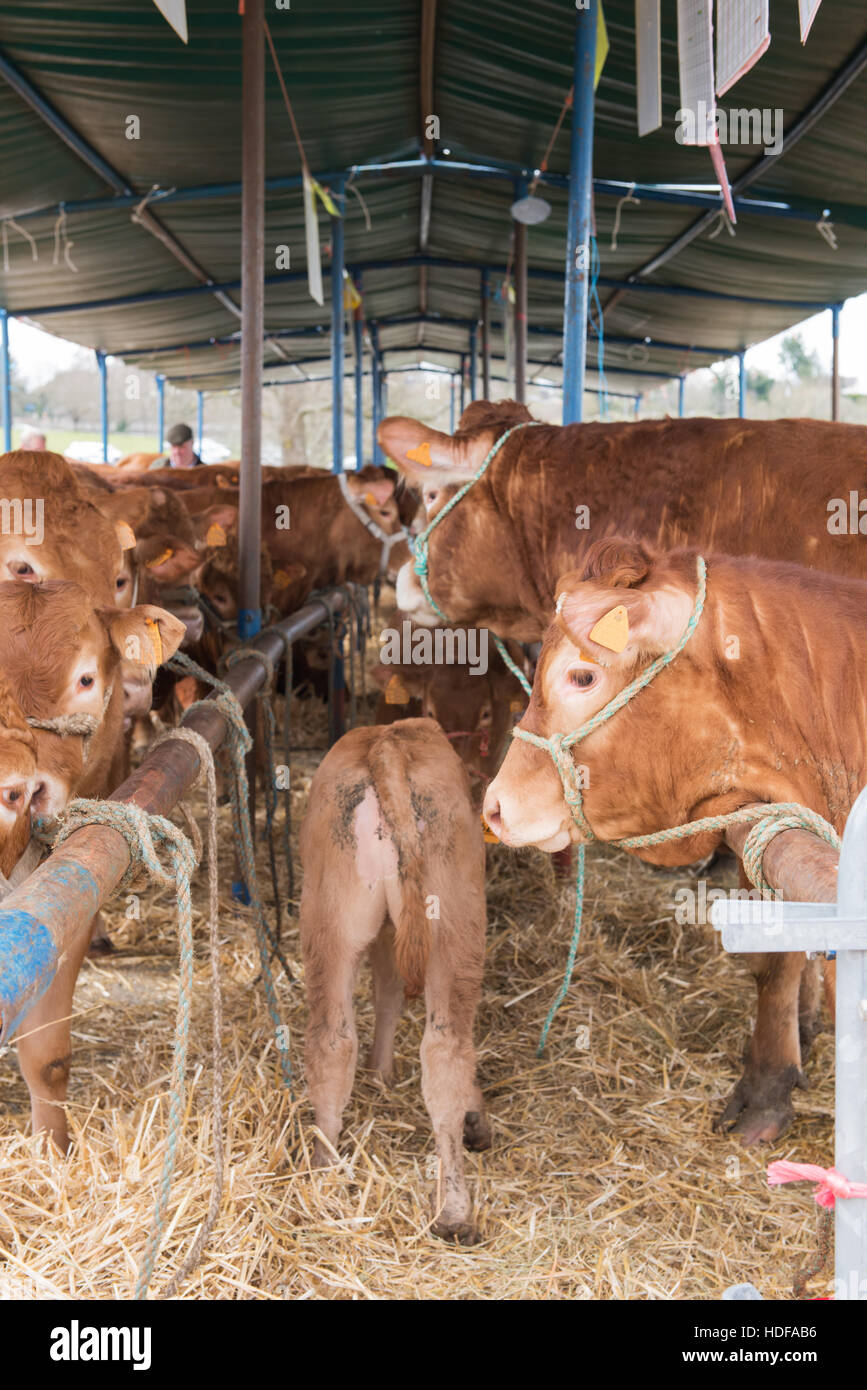 French Limousin bulls in barn Stock Photo - Alamy