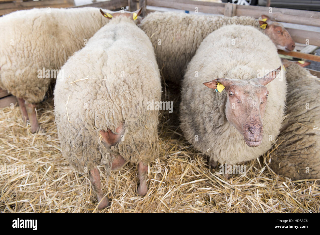 French breed of sheep hi-res stock photography and images - Alamy