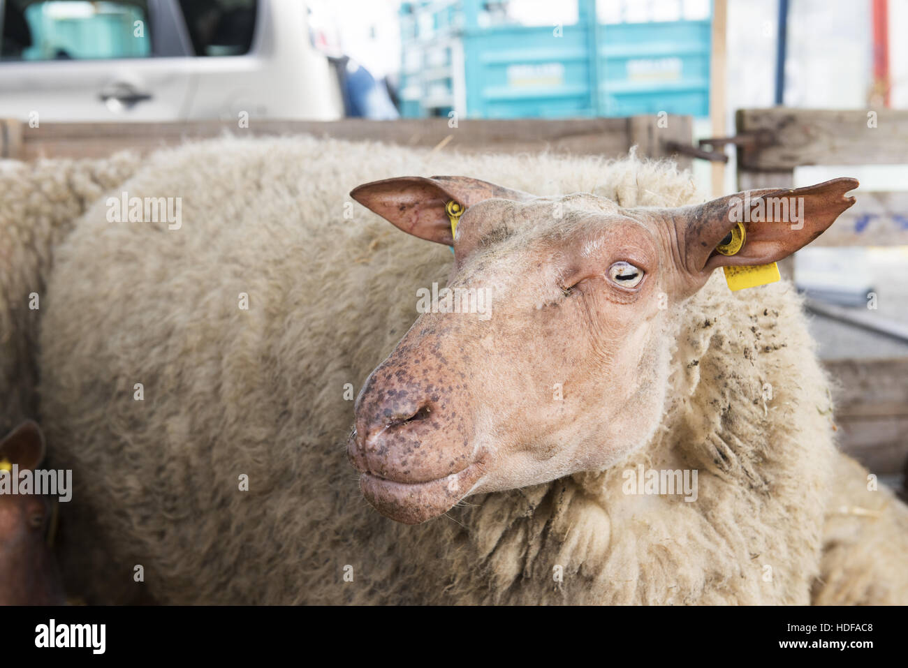 French breed sheep France Rouge d'ouest Stock Photo - Alamy