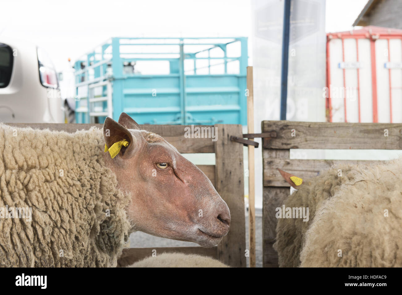 French breed sheep France Rouge d'ouest Stock Photo - Alamy