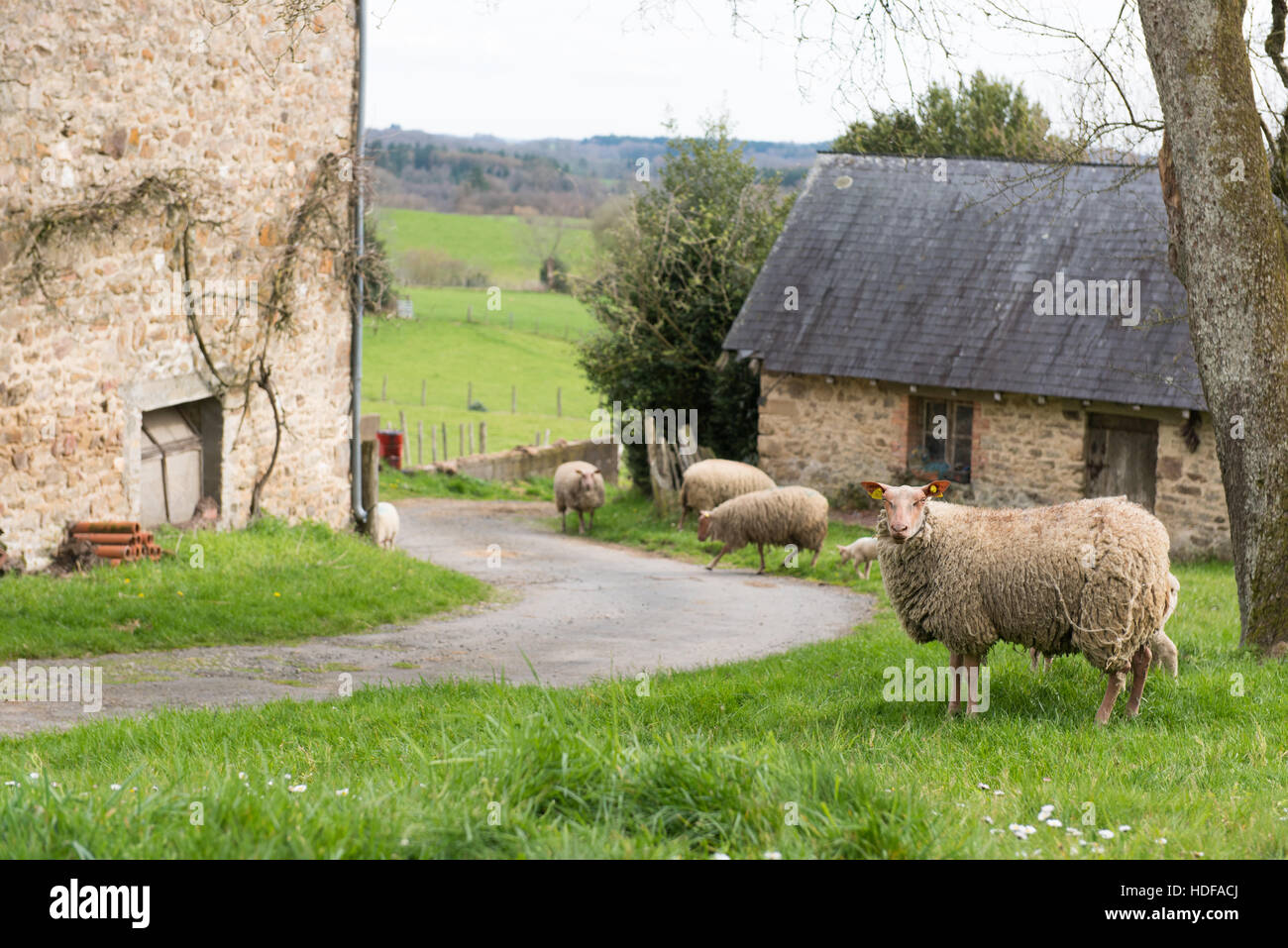 French breed sheep France Rouge d'ouest in little village Stock Photo ...