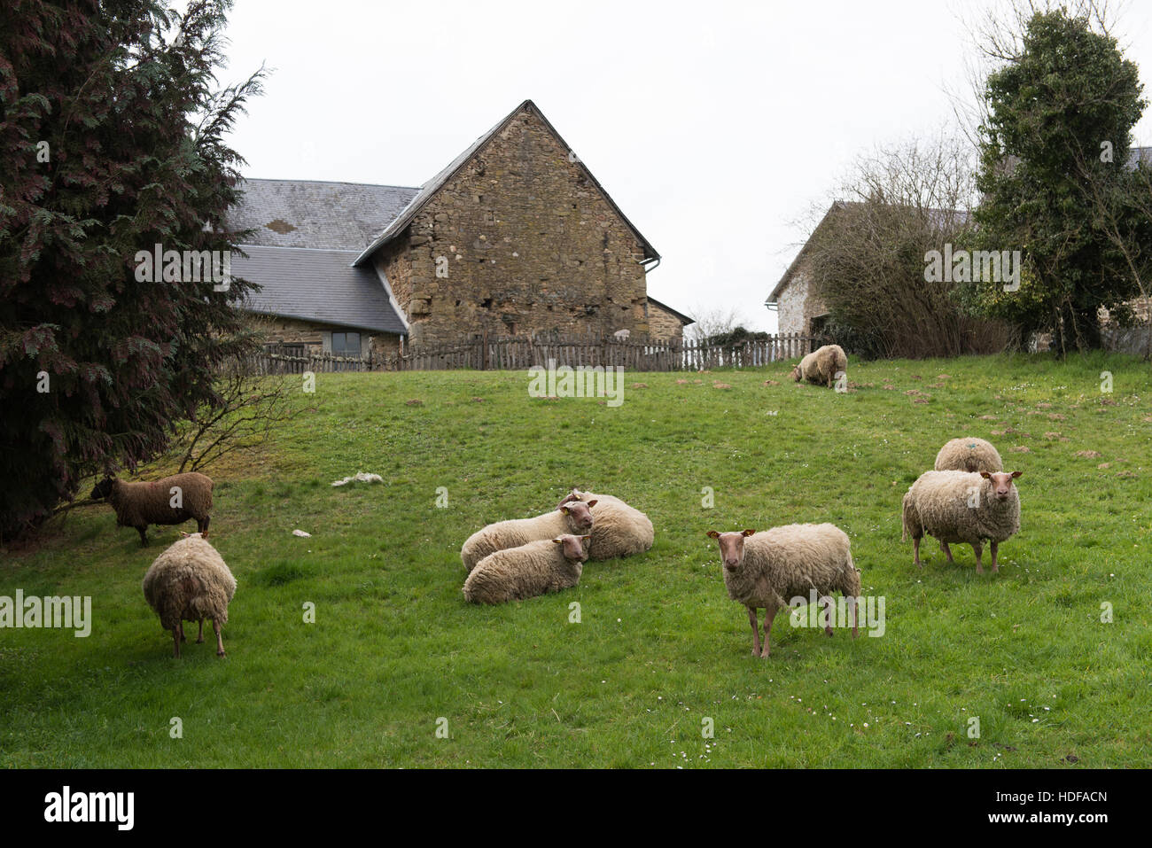 French breed sheep France Rouge d'ouest in little village Stock Photo ...