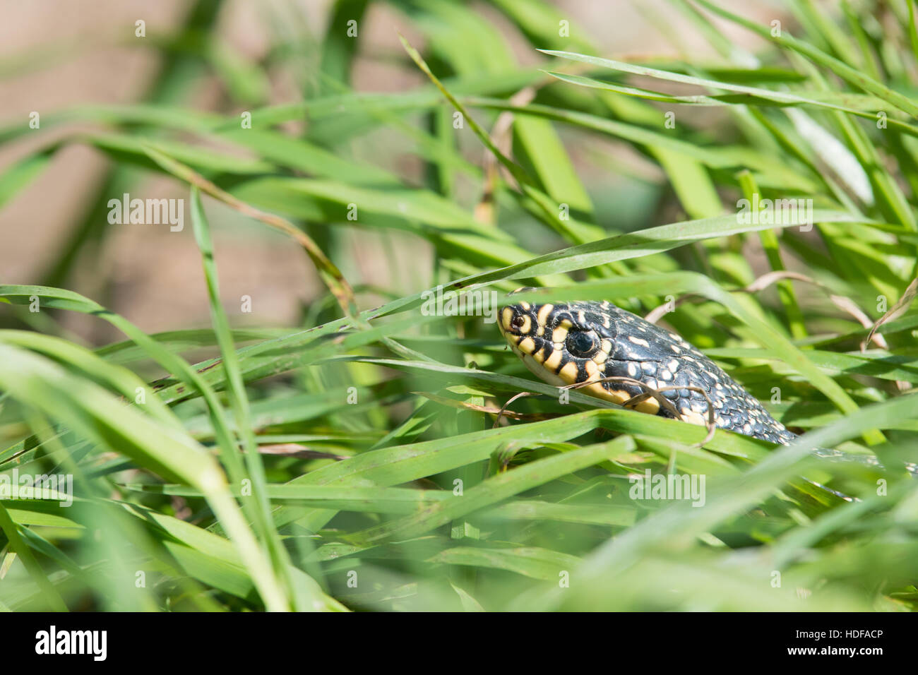 Yellow and black snake laying in the high grass Stock Photo - Alamy