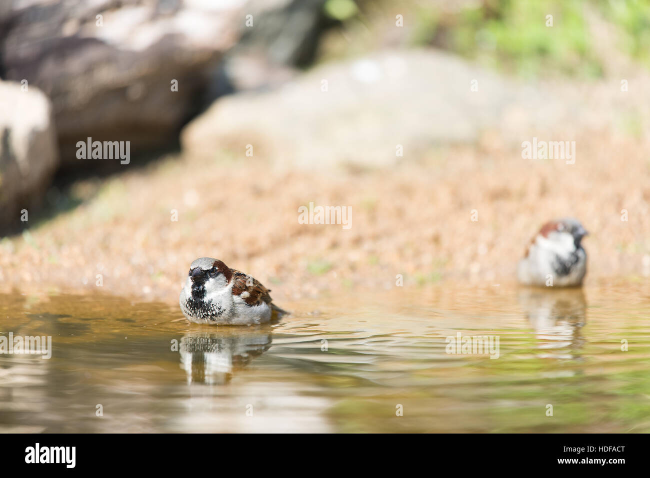 Male house sparrows bathing in nature water Stock Photo - Alamy