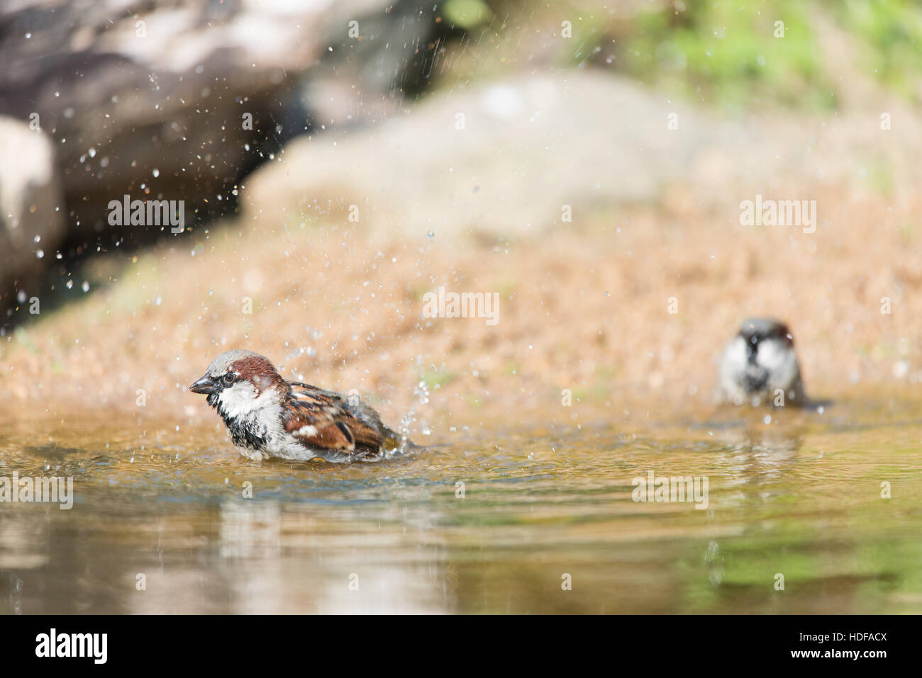 Two sparrows bathing hi-res stock photography and images - Alamy