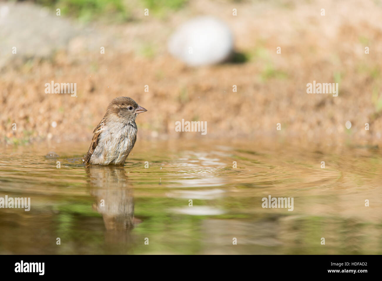 Sparrows splashing hi-res stock photography and images - Alamy