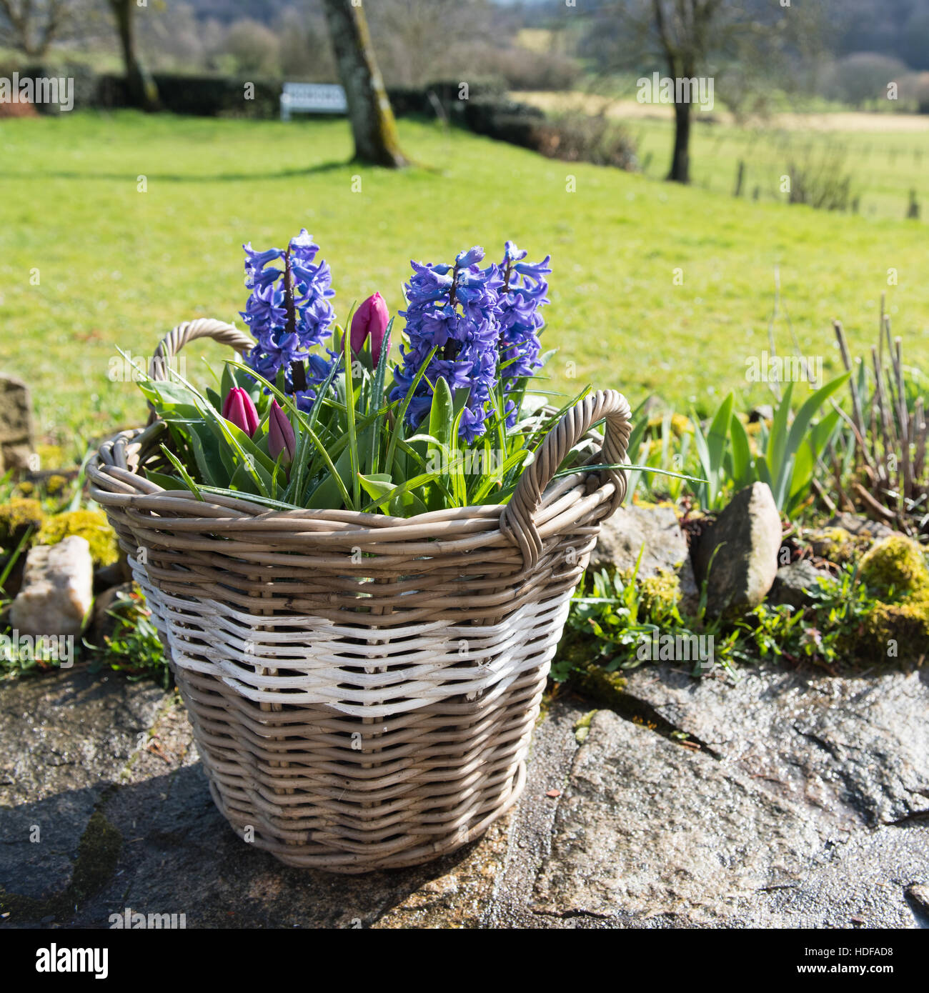 Basket with spring flowers in the garden Stock Photo - Alamy