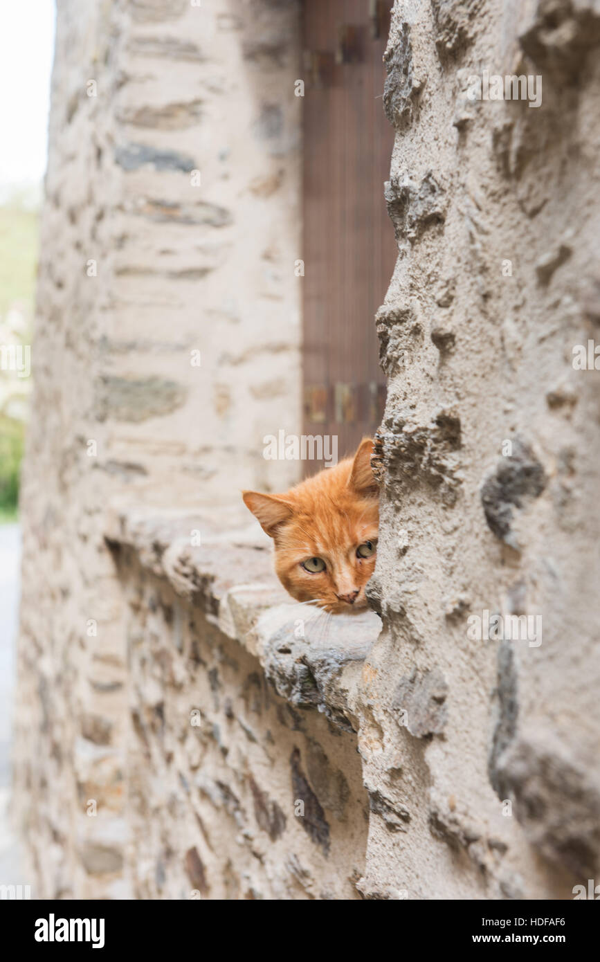 Cat hiding behind wall hi-res stock photography and images - Alamy