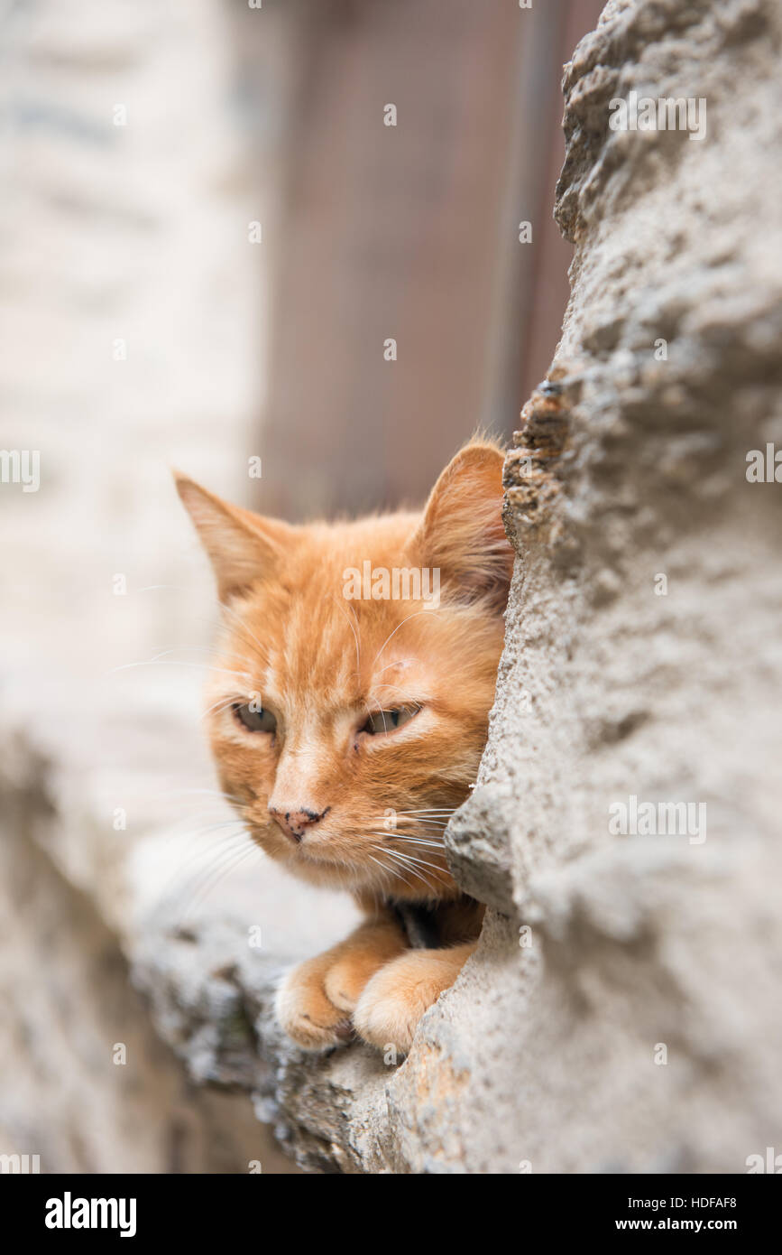 Cat hiding behind wall hi-res stock photography and images - Alamy