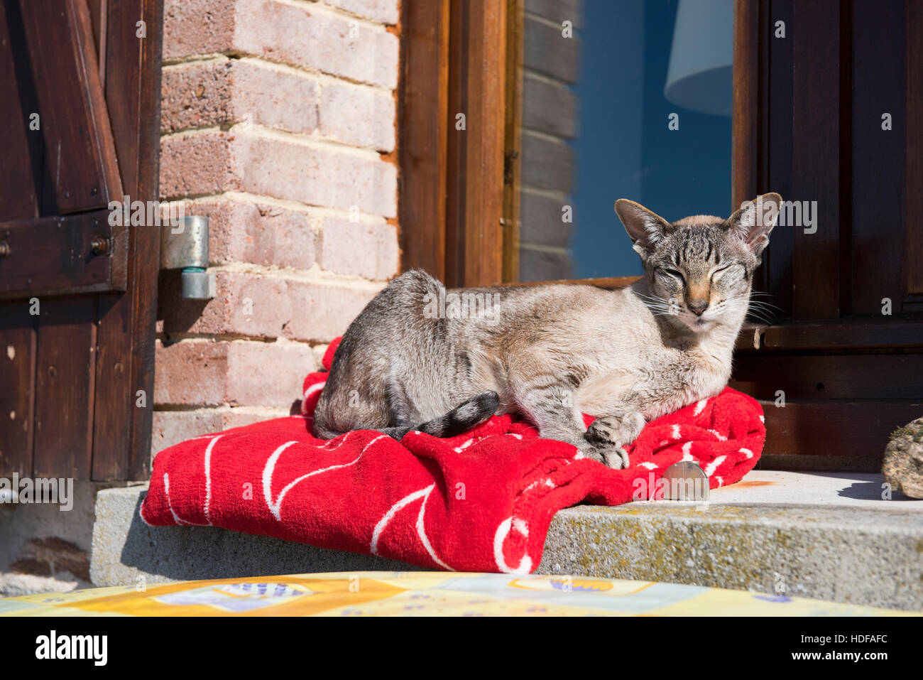Siamese cat outdoor laying in the sun Stock Photo - Alamy