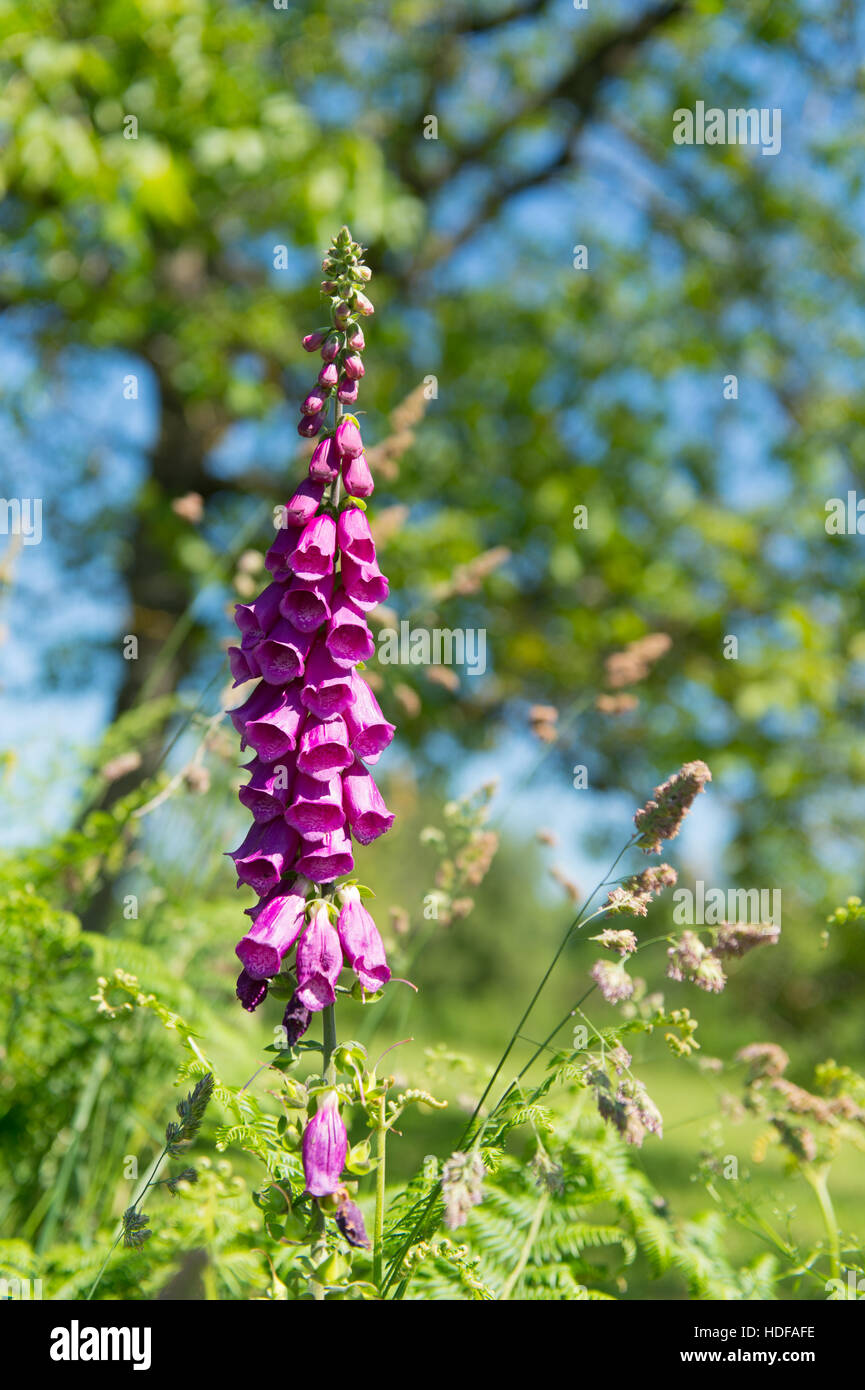 Digitalis purpurea in nature environment Stock Photo - Alamy