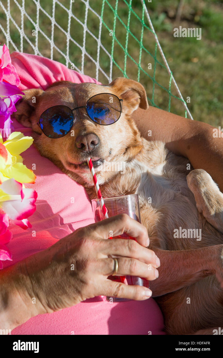 Dog with sunglasses and flowers in hammock drinking with drinking straw ...