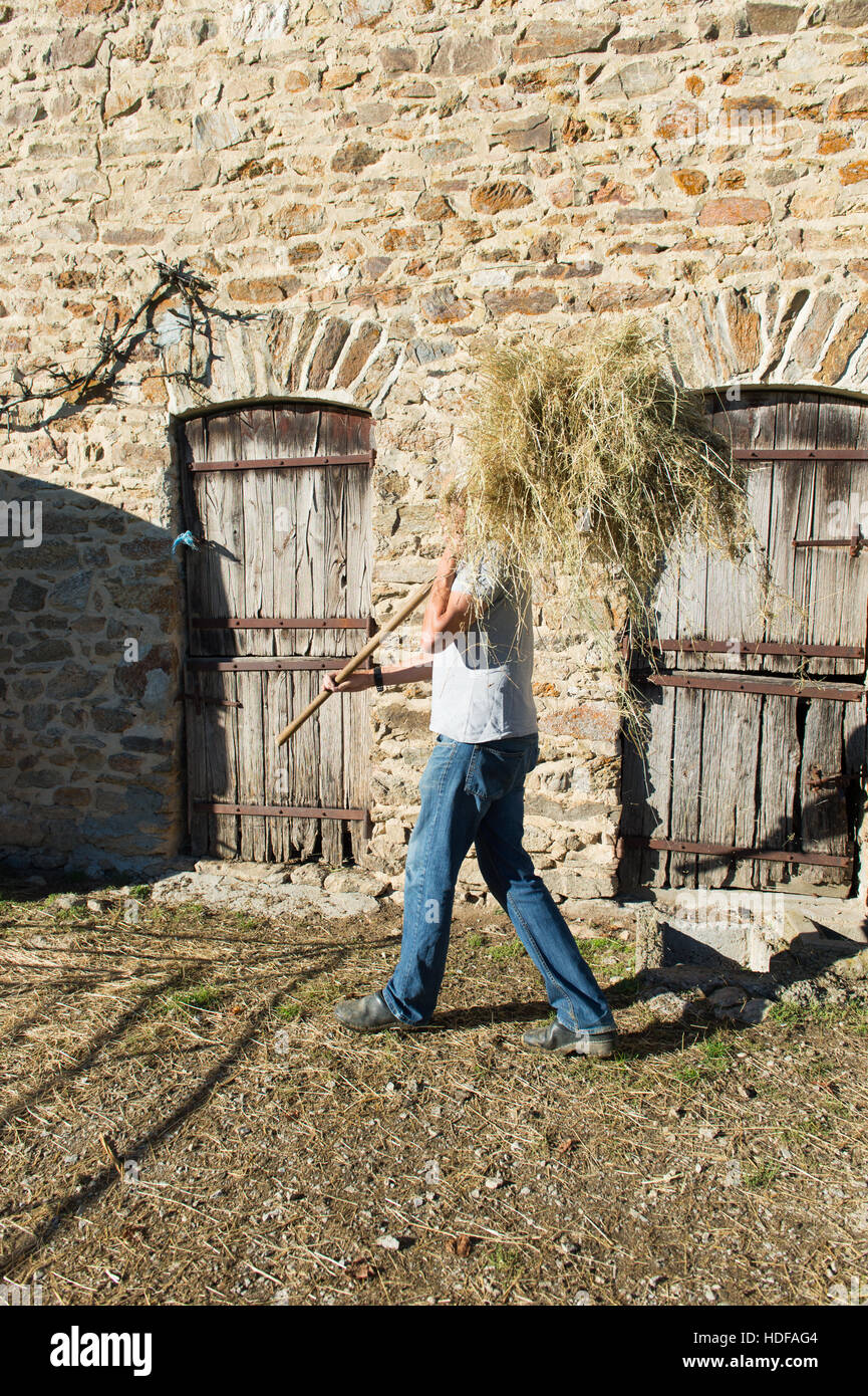 Farmer with hay for feeding the livestock Stock Photo - Alamy