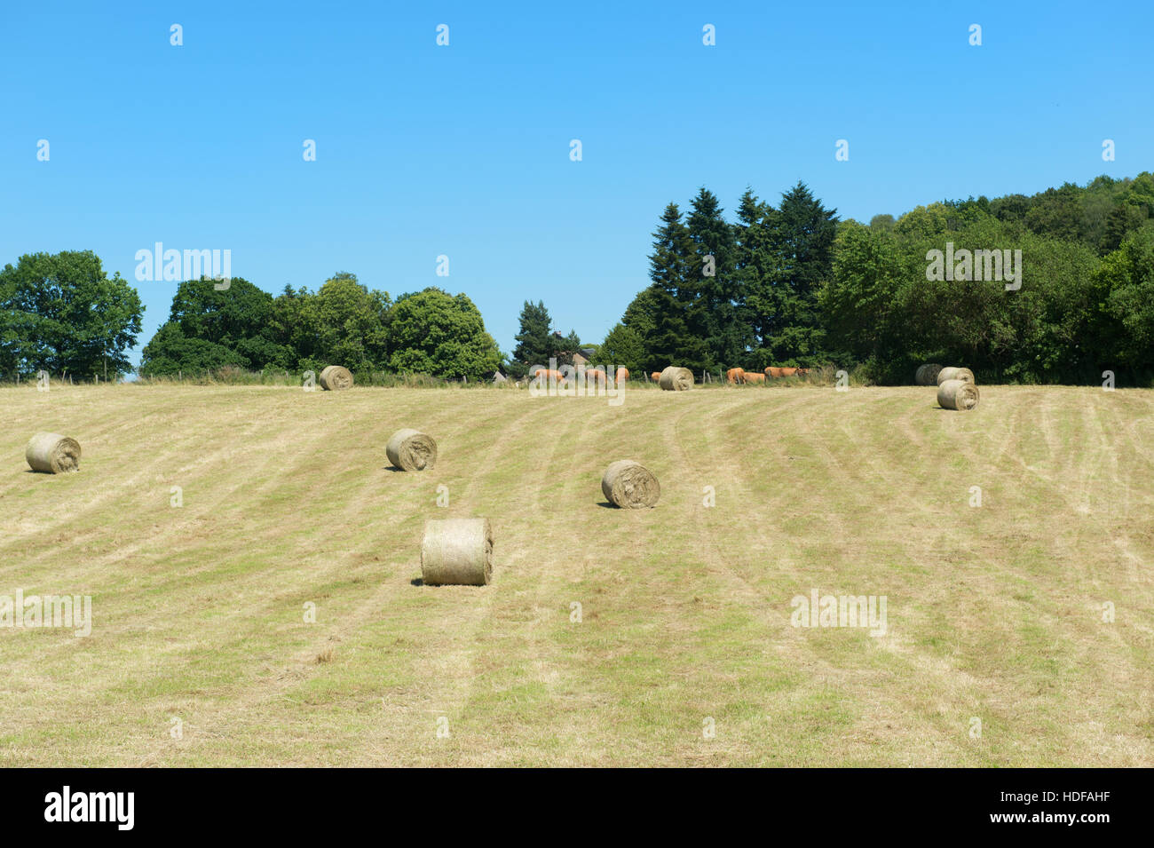 Hay roll on a hill with cows in France Stock Photo - Alamy