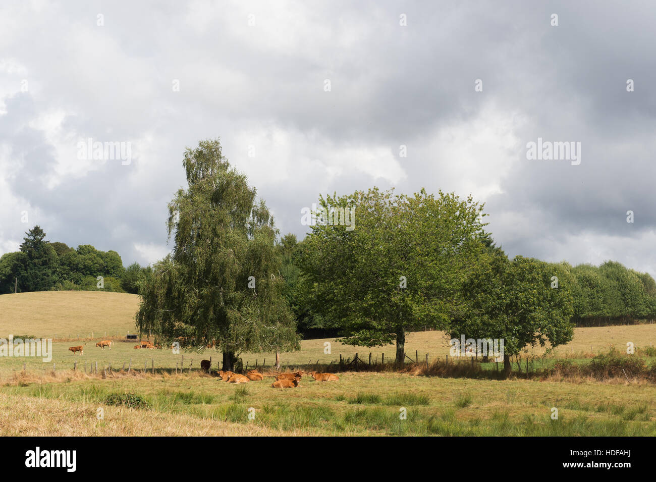 French limousine hi-res stock photography and images - Alamy