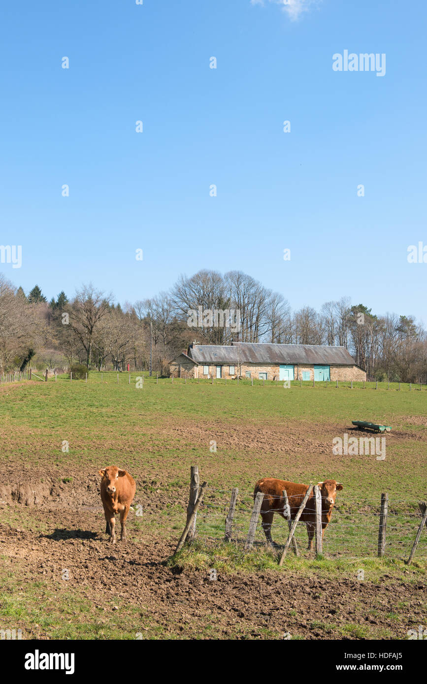 Brown French Limousin cows in landscape Stock Photo - Alamy