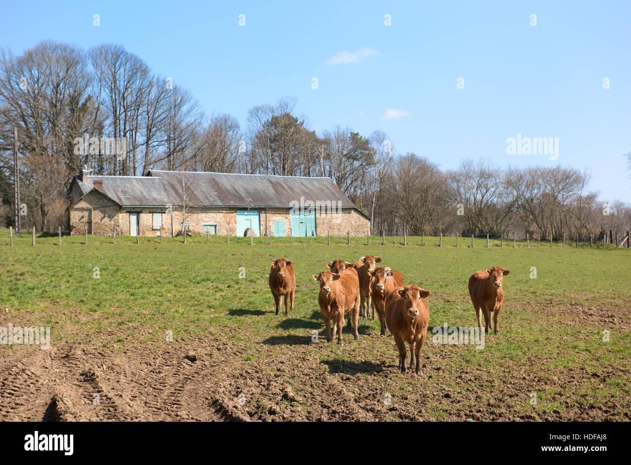 Brown French Limousin cows in landscape Stock Photo - Alamy